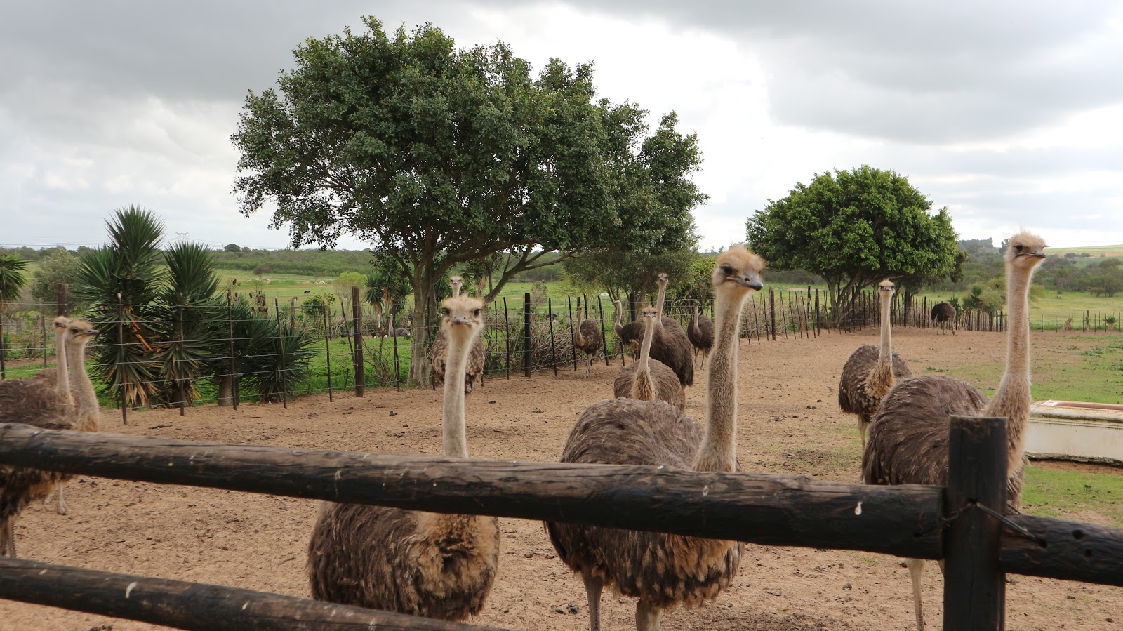 A family day at the Ostrich Park.-Kariba Travel